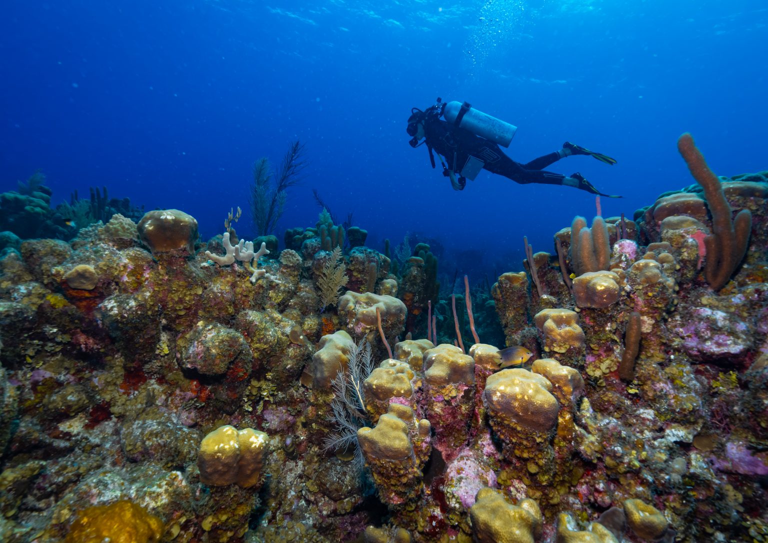 Belize Barrier Reef UNESCO World Heritage | Visit Belize