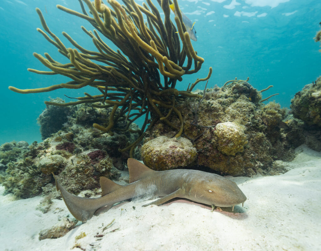 鯊魚巷 |與鯊魚共游 |伯利茲旅遊