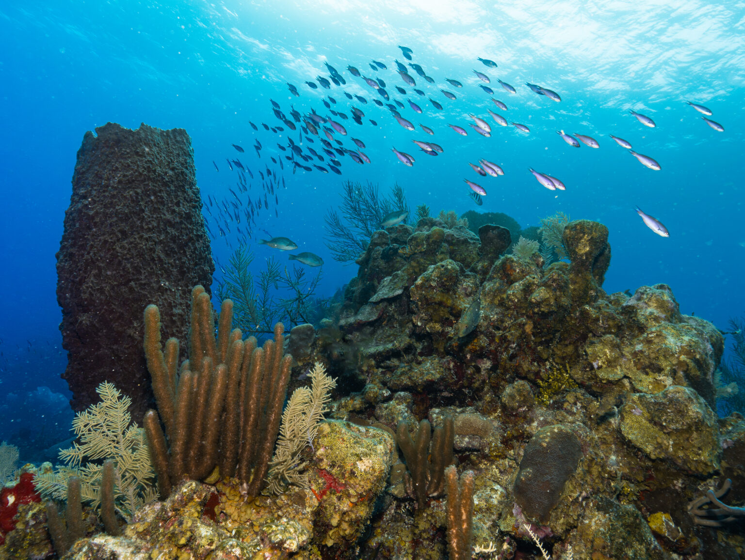 environmental education Archives - Travel Belize