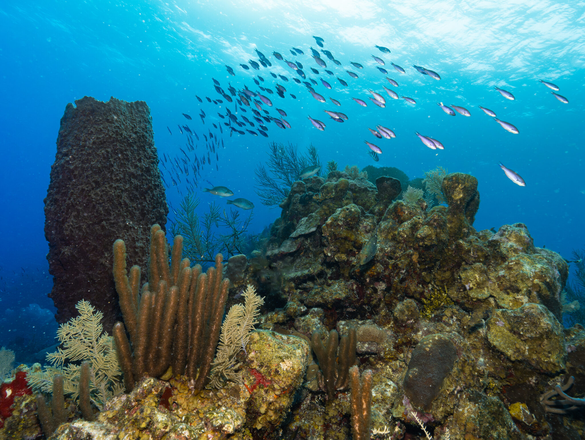 Belize Barrier Reef UNESCO World Heritage | Visit Belize