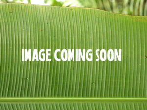 Belmopan - Travel Belize