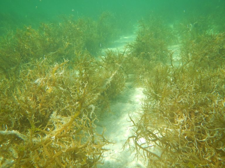 5 Conservation Projects for the Belize Barrier Reef - Travel Belize