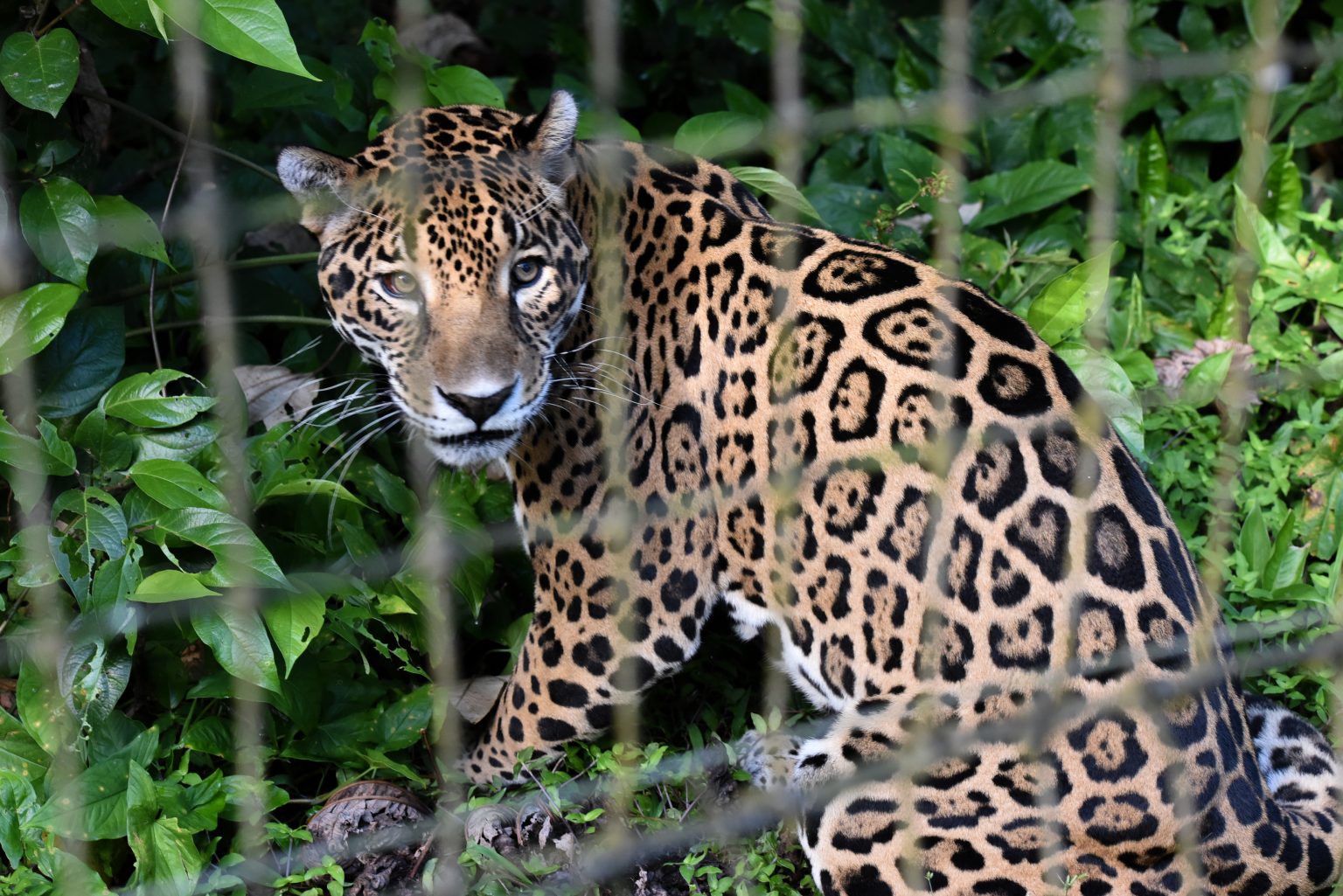 Actividades que puede realizar en Belice con 20 USD - Travel Belize