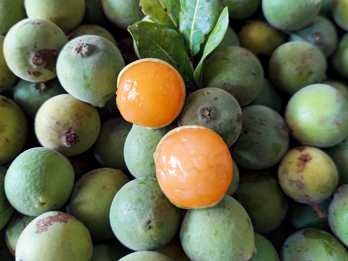 6 Local Fruits to Enjoy during Summer in Belize - Travel Belize