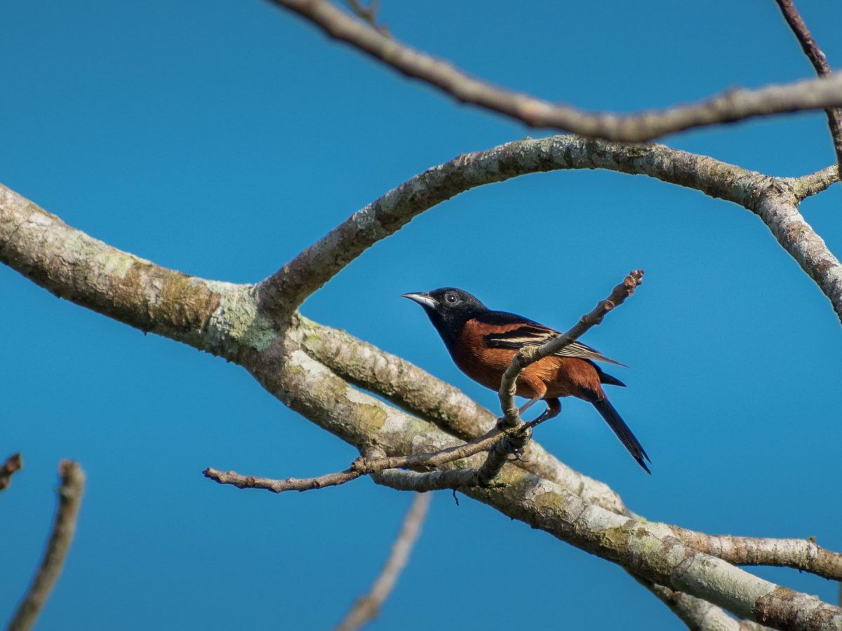 Belize Birding Festival | Birding in Belize | travelbelize.org