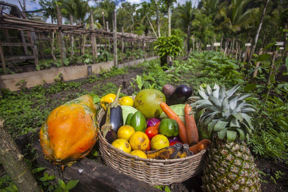 Cotton Tree Lodge Belize | Eco-Friendly Rainforest Retreat & Adventure ...