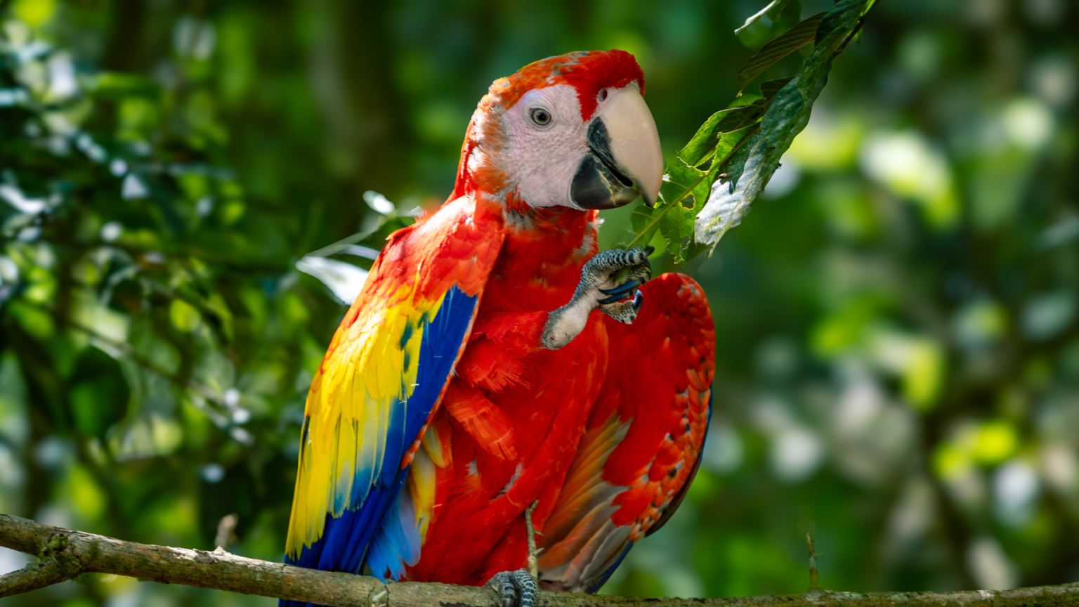 Scarlet Macaw Tour | Red Bank Village Belize | Travel Belize
