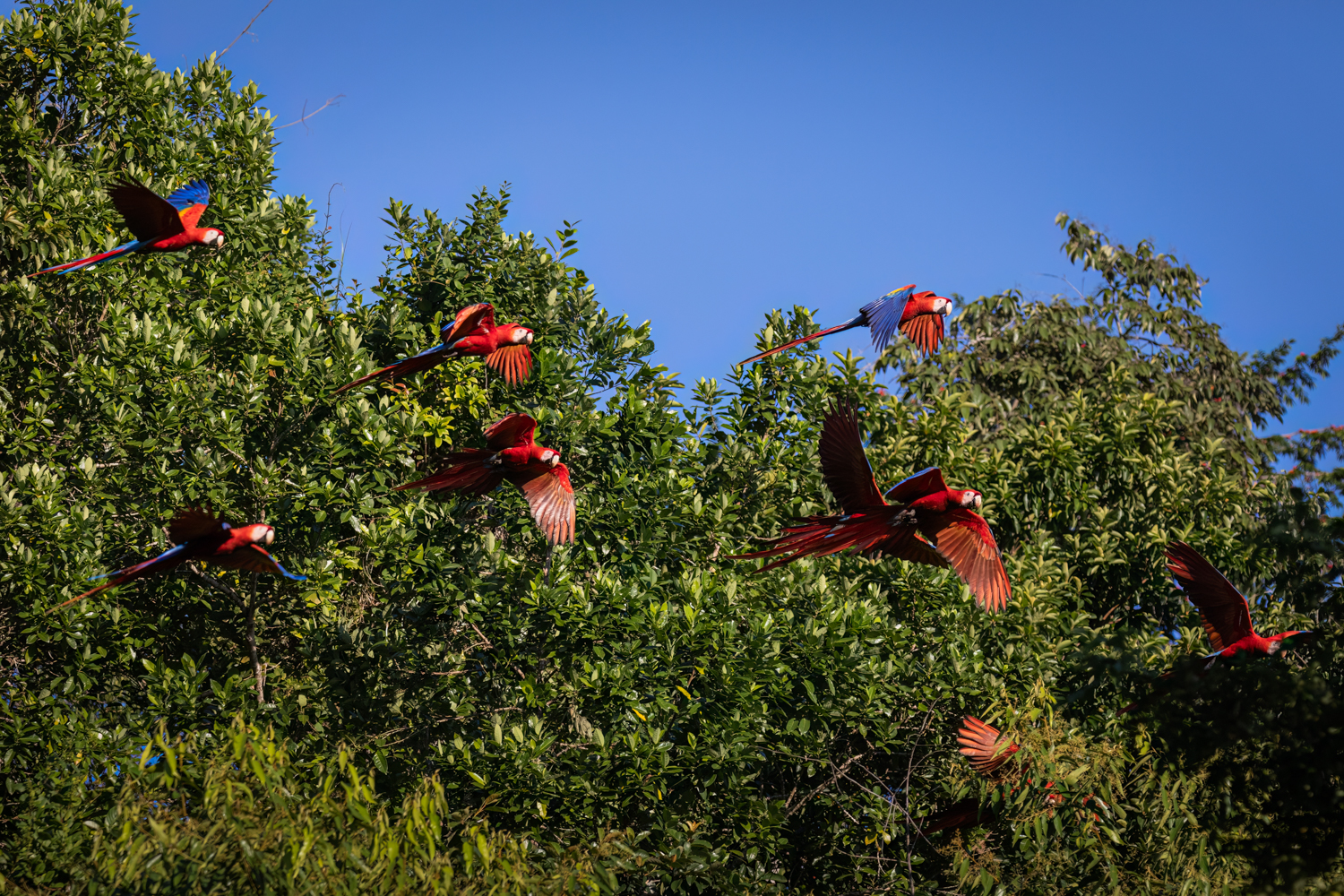 Scarlet Macaw Tour | Red Bank Village Belize | Travel Belize