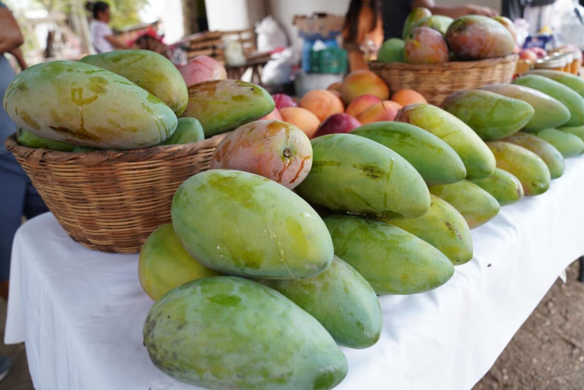 Savour the Sweetness with Mango Season in Belize