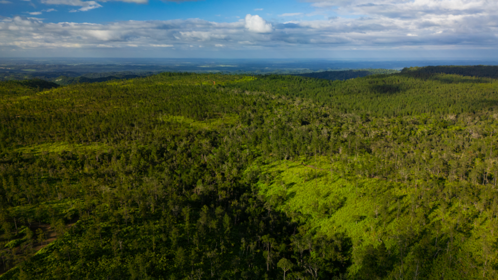 5 Thrilling Activities to Explore Belize Rainforest | Travel Belize