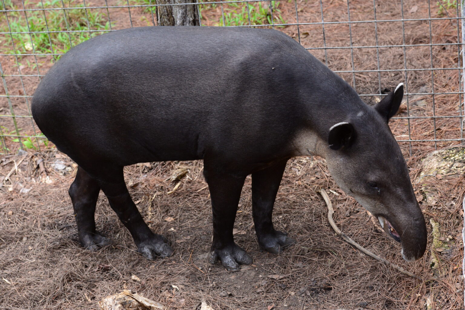 Happy World Tapir Day: Get to Know the National Animal of Belize ...