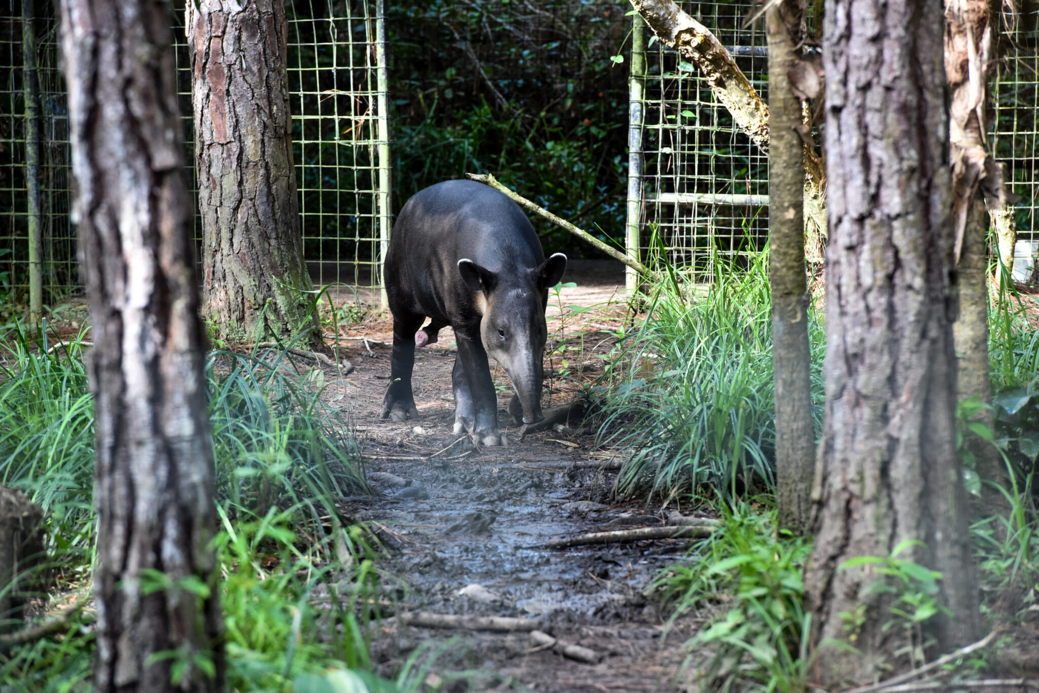 Happy World Tapir Day: Get to Know the National Animal of Belize ...