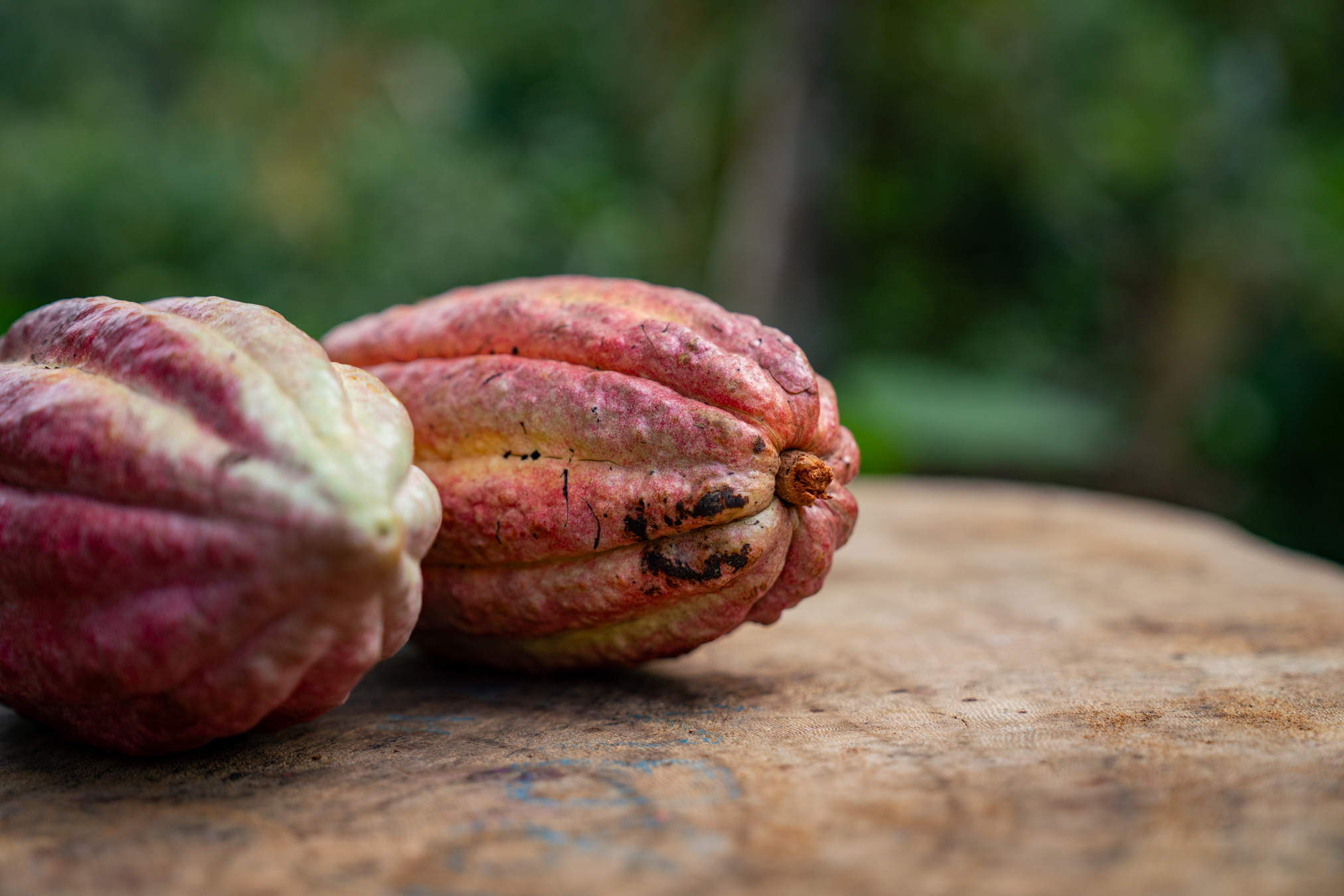 Festival del Chocolate de Belice | Saborea la tradición del cacao en Belice