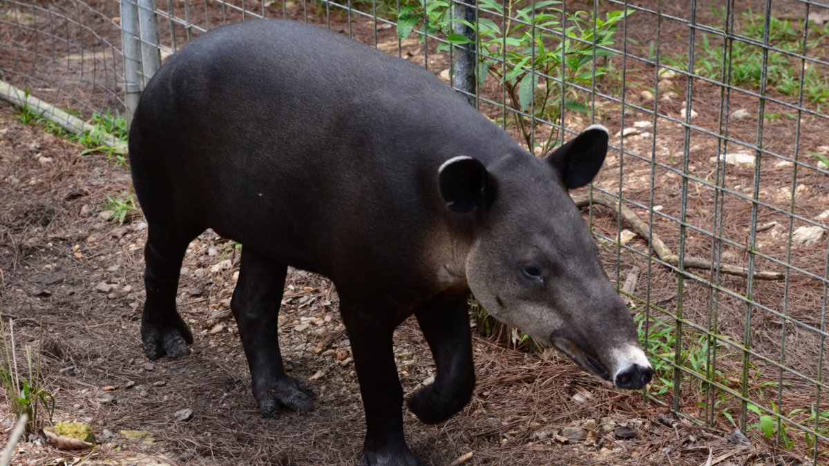 伯利茲度假、旅行和觀光 |伯利茲旅遊
