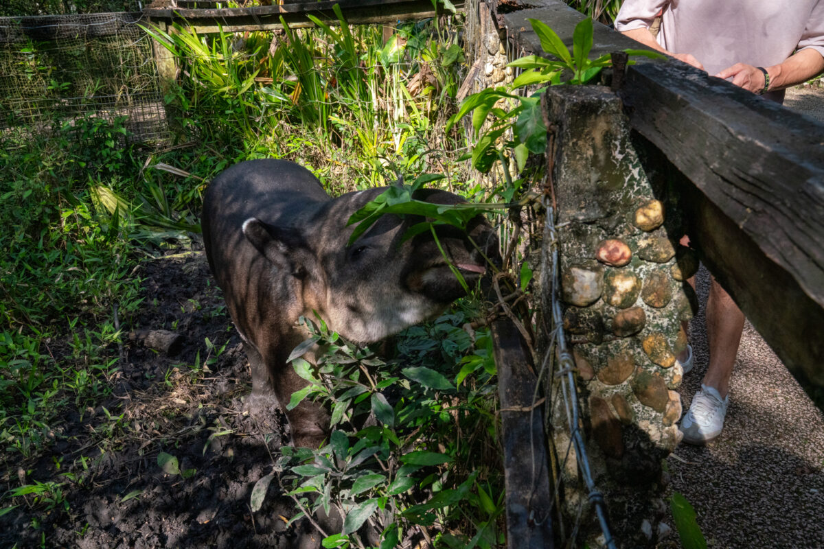 Happy World Tapir Day: Get to Know the National Animal of Belize ...