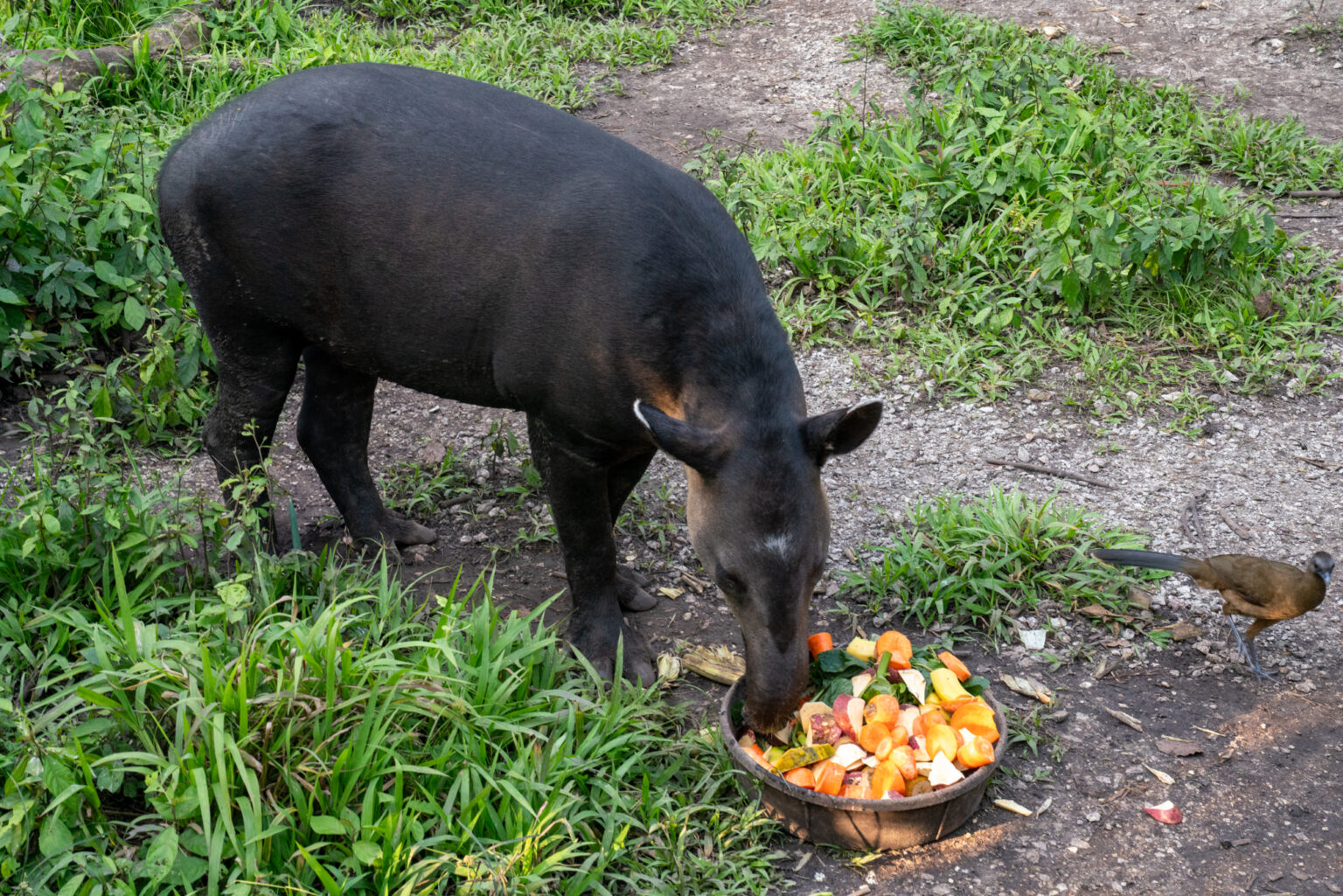 Happy World Tapir Day: Get to Know the National Animal of Belize ...