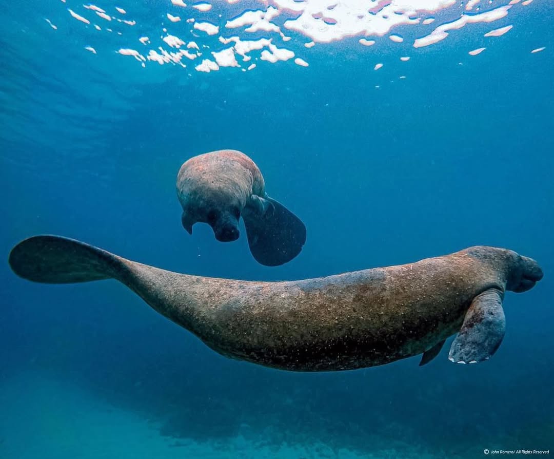 An Unsuspecting Conservation Hotspot in Belize: Gales Point - Travel Belize