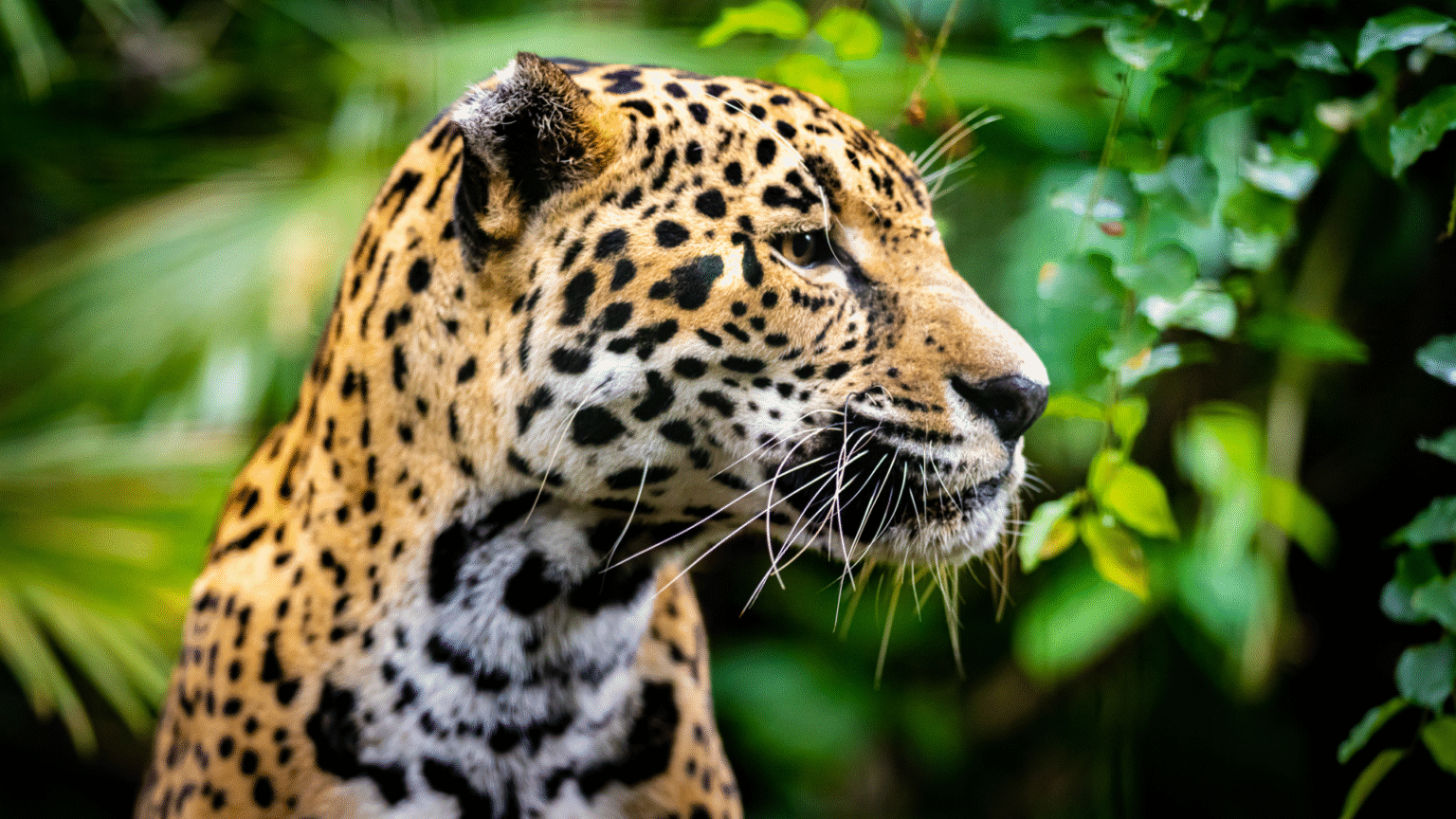 Guía de los santuarios de fauna y las reservas marinas de Belice